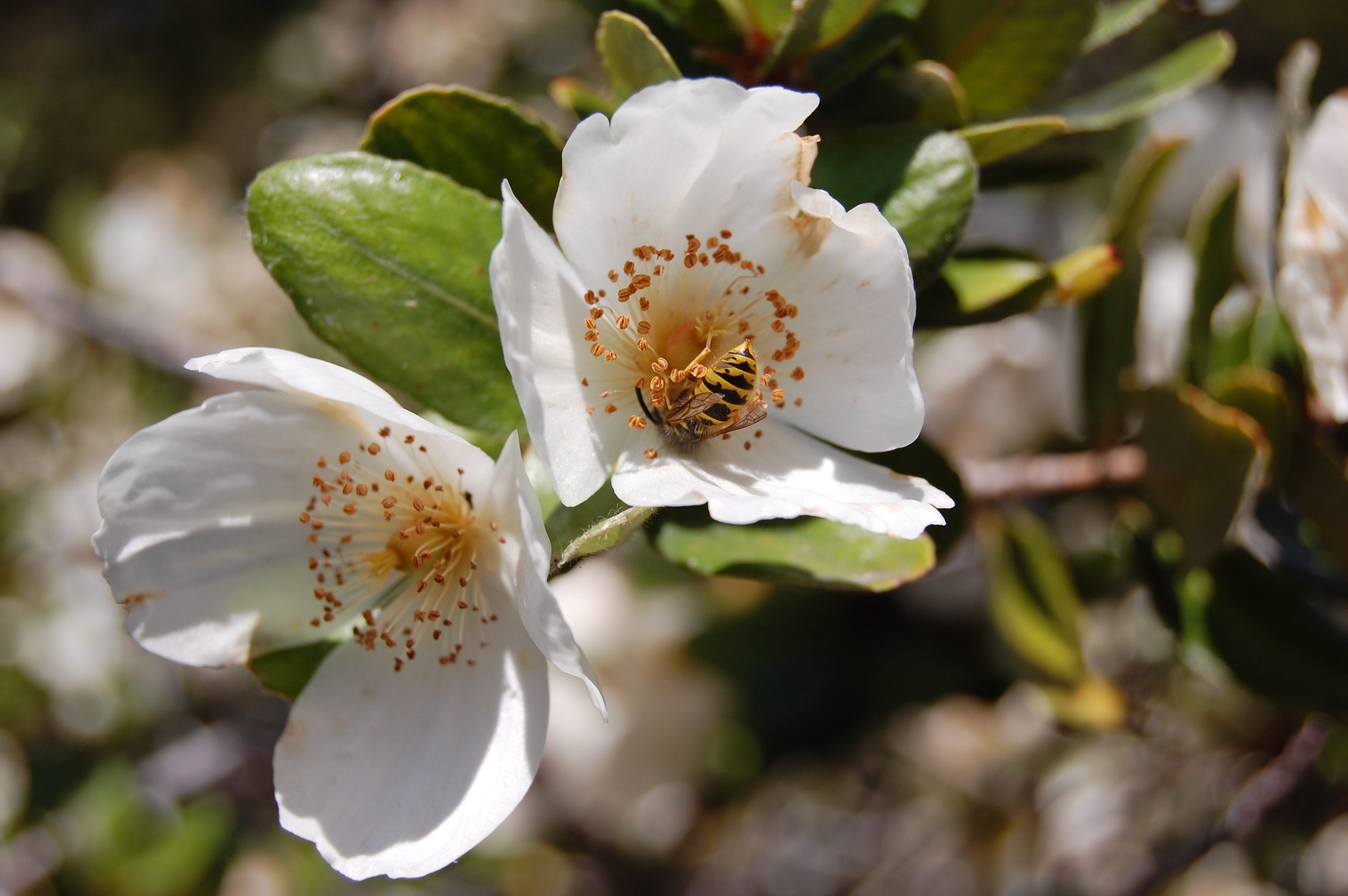 Eucryphia moorei - Plumwood – lignuum